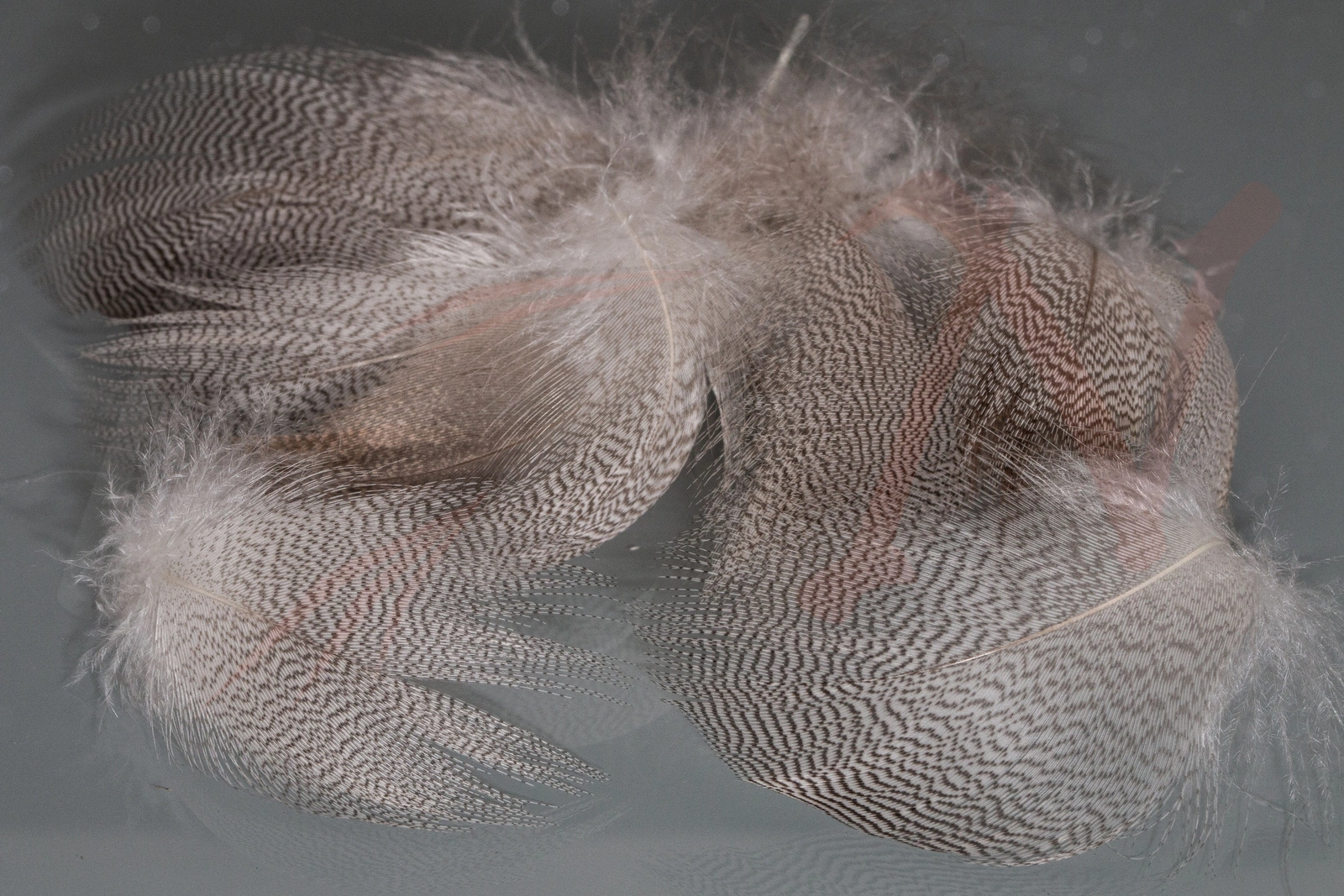 Veniard Mallard Duck grey flank (Grey drakes / Silver Mallard) Mixed ...