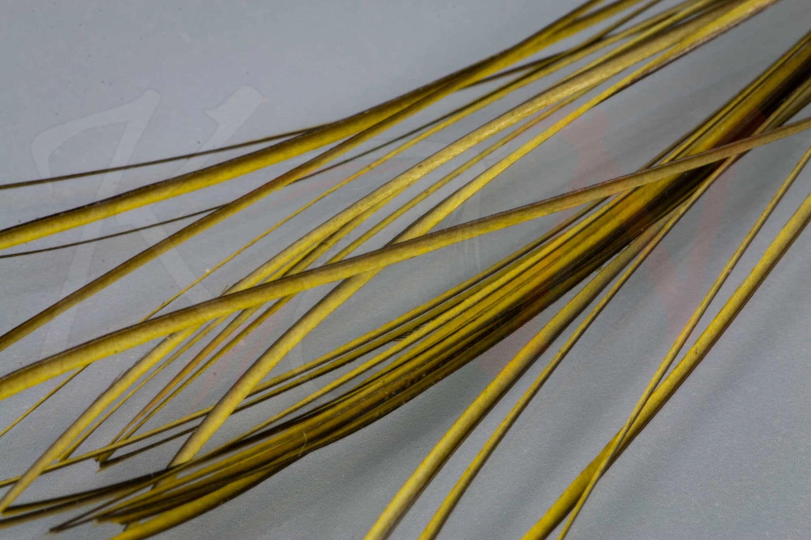 KN Fly Stripped Peacock Quills Yellow - online webshop