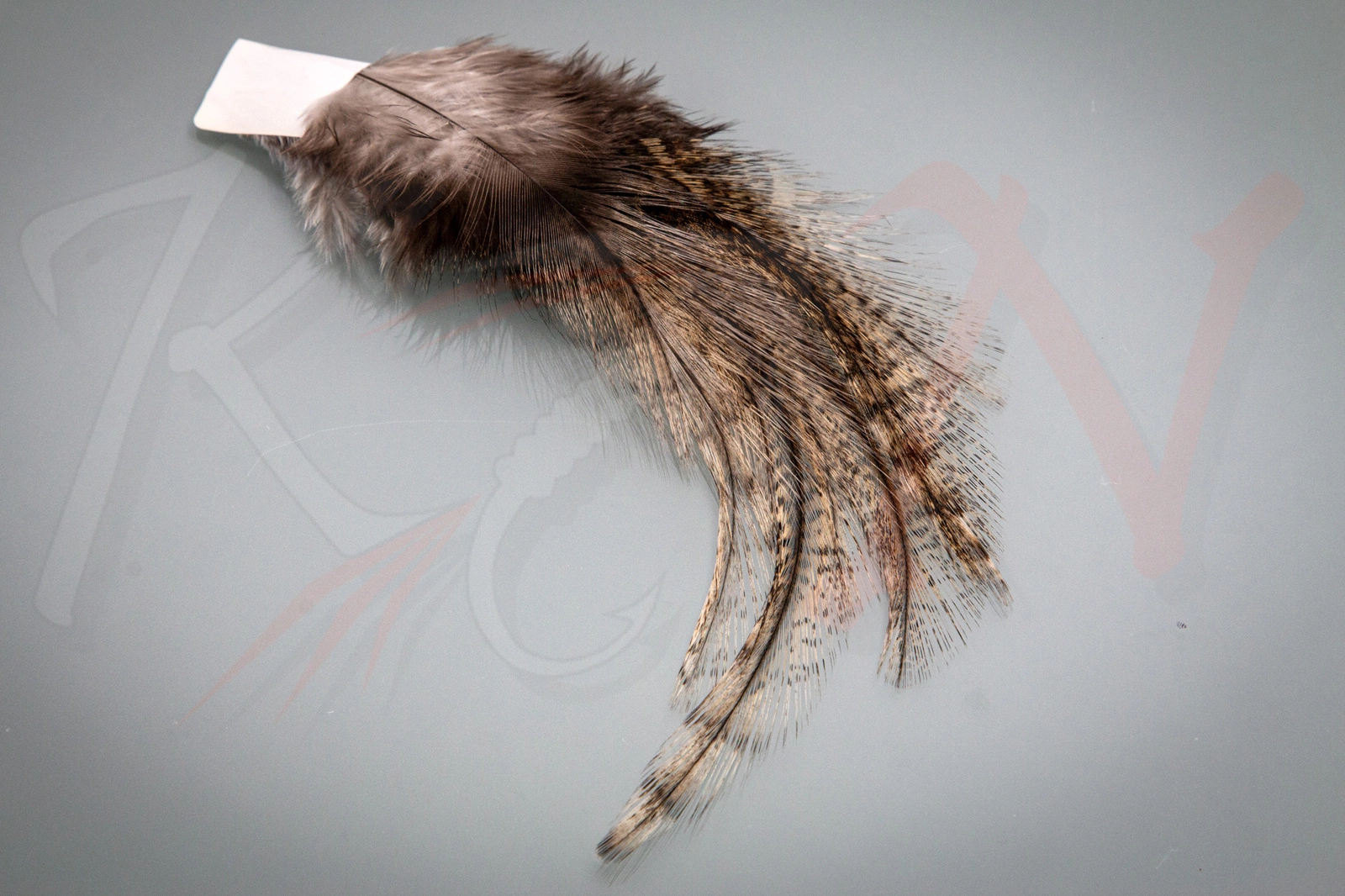 Coq de leon feathers (Whiting) - online webshop
