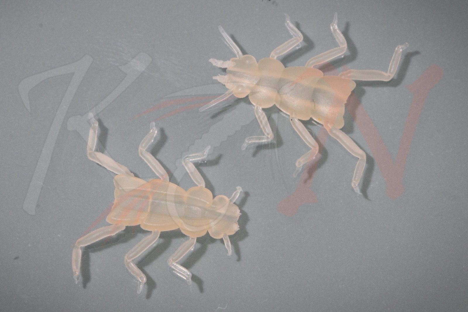 Hemingway’s Evolution Stone Fly Thorax & Legs M Tan - Internetowy sklep ...